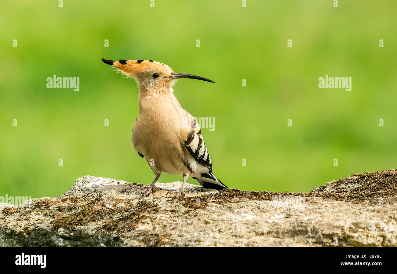 Asian hoopoe hi-res stock photography and images - Alamy