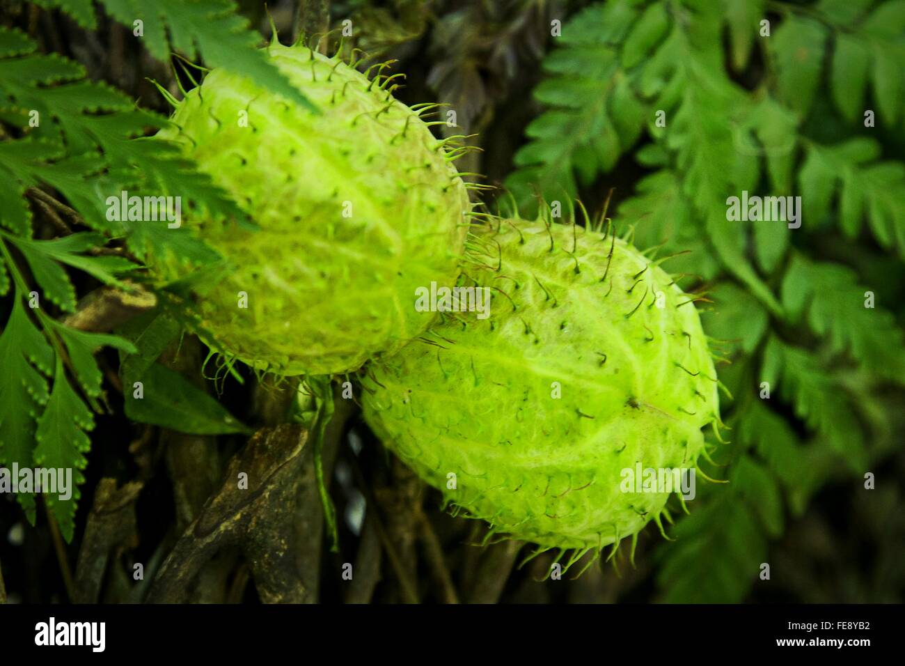 Pod flower hi-res stock photography and images - Alamy