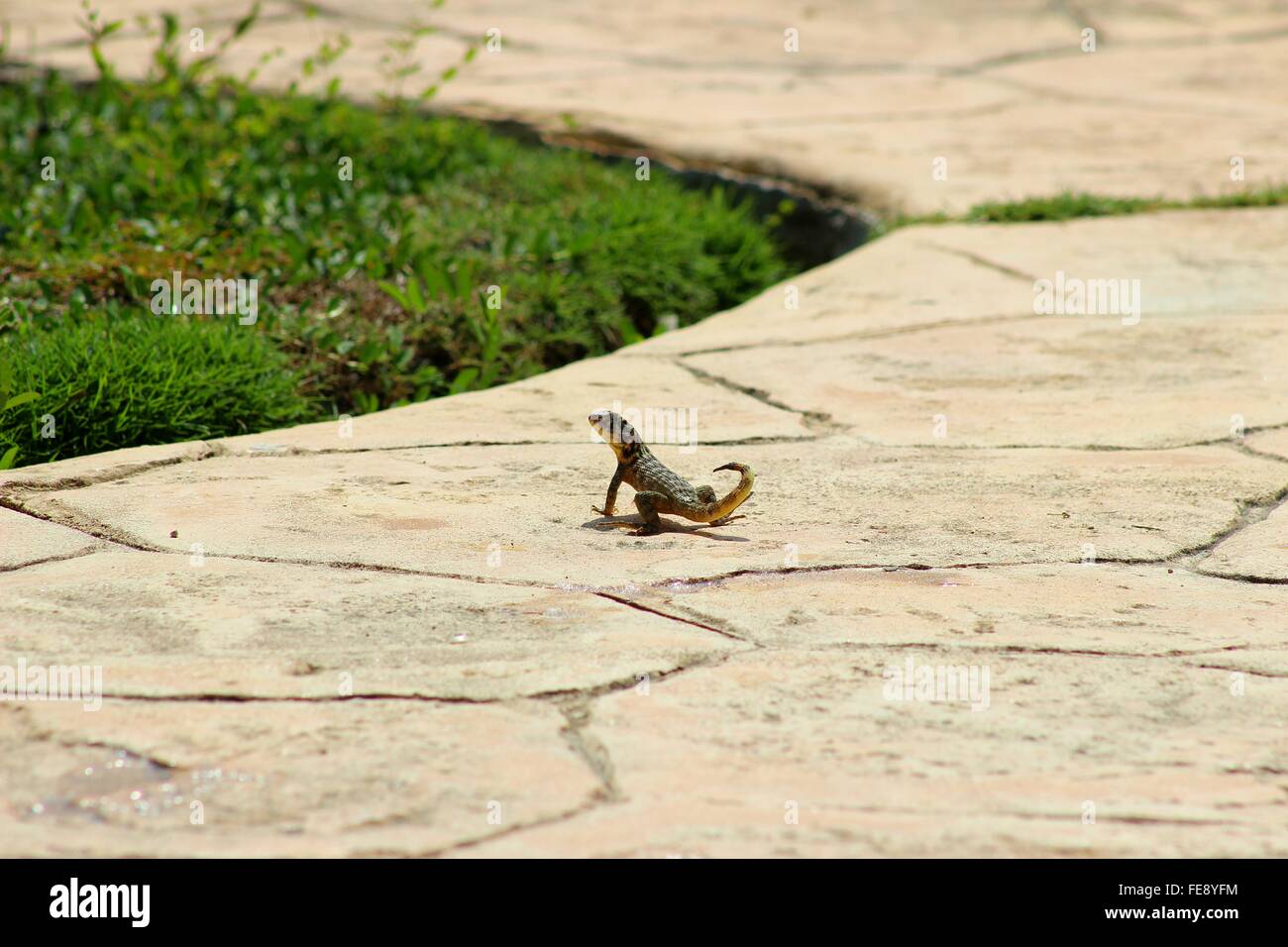 Curiosity animals hi-res stock photography and images - Alamy