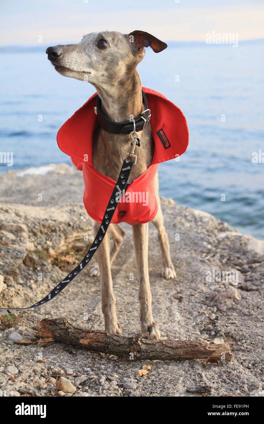 Whippet On The Beach High Resolution Stock Photography and Images - Alamy