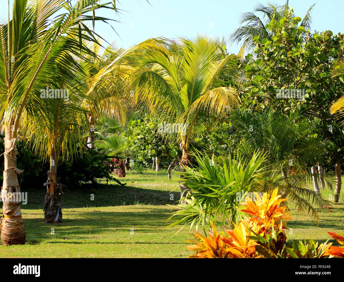 Trees In Park Stock Photo - Alamy
