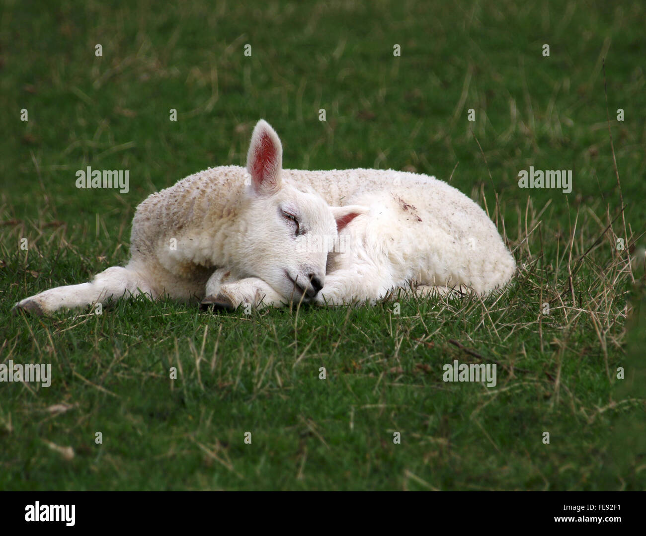 Sheep Sleeping Stock Photos & Sheep Sleeping Stock Images - Alamy