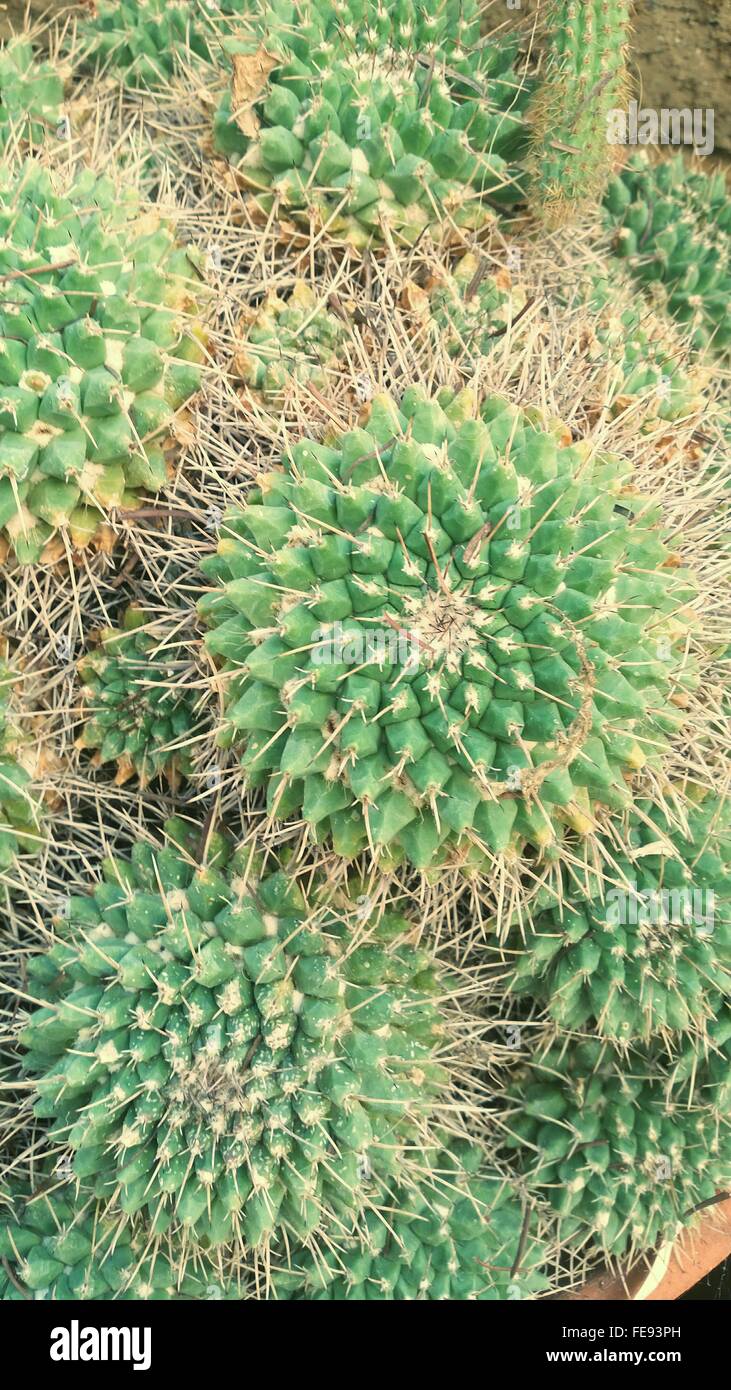 Green cactus hi-res stock photography and images - Alamy