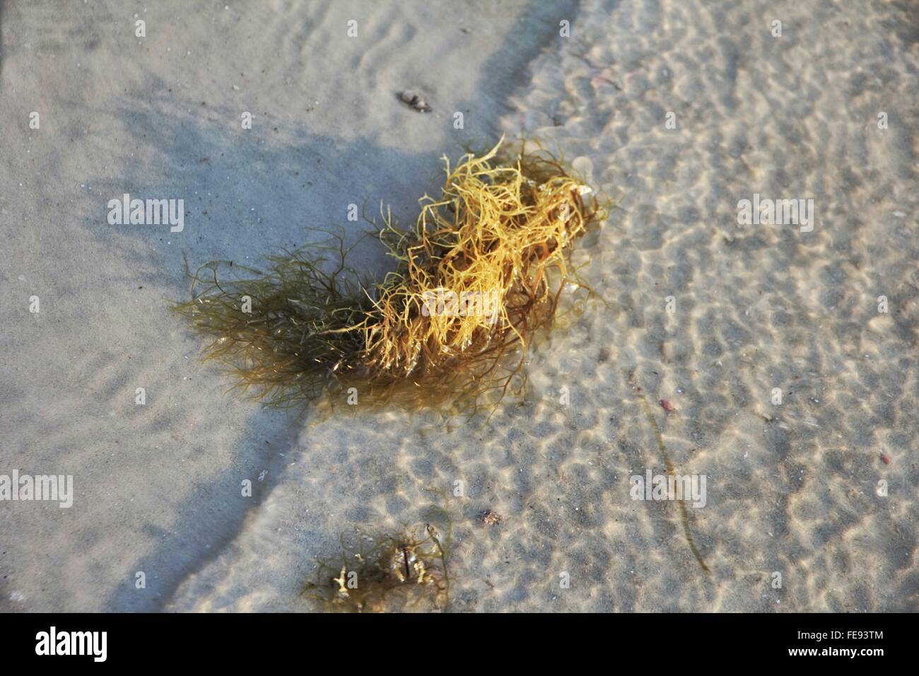 Reeds beach hi-res stock photography and images - Alamy