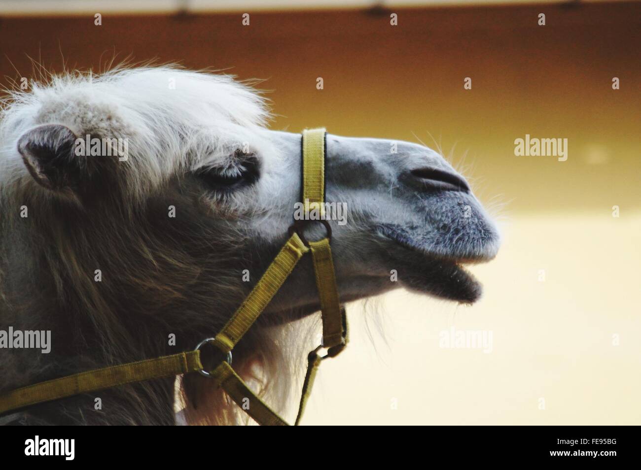 Camel hair hi-res stock photography and images - Alamy