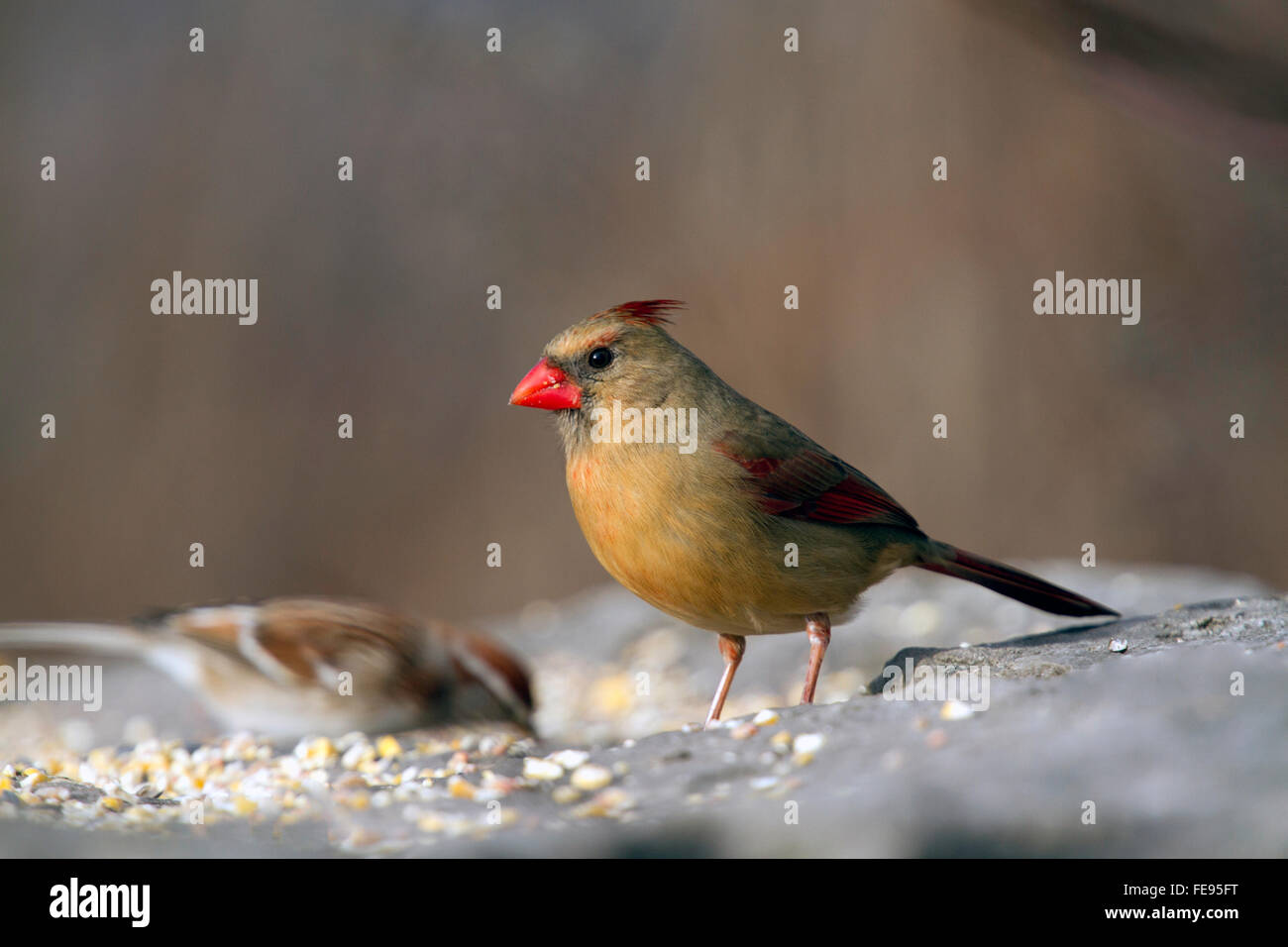 A Female cardinal eating seeds Stock Photo - Alamy