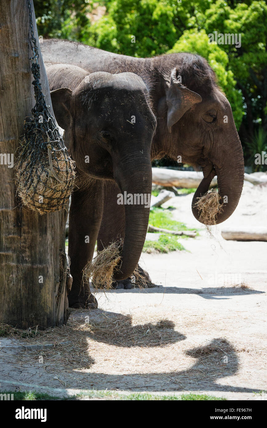 Pair of elephants eating a straw Stock Photo - Alamy