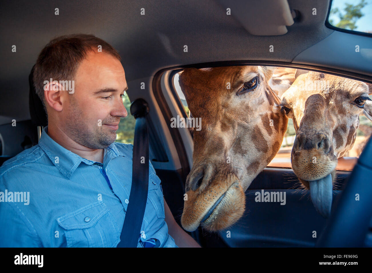 Giraffes put heads in car and waiting food from tourist Stock Photo - Alamy
