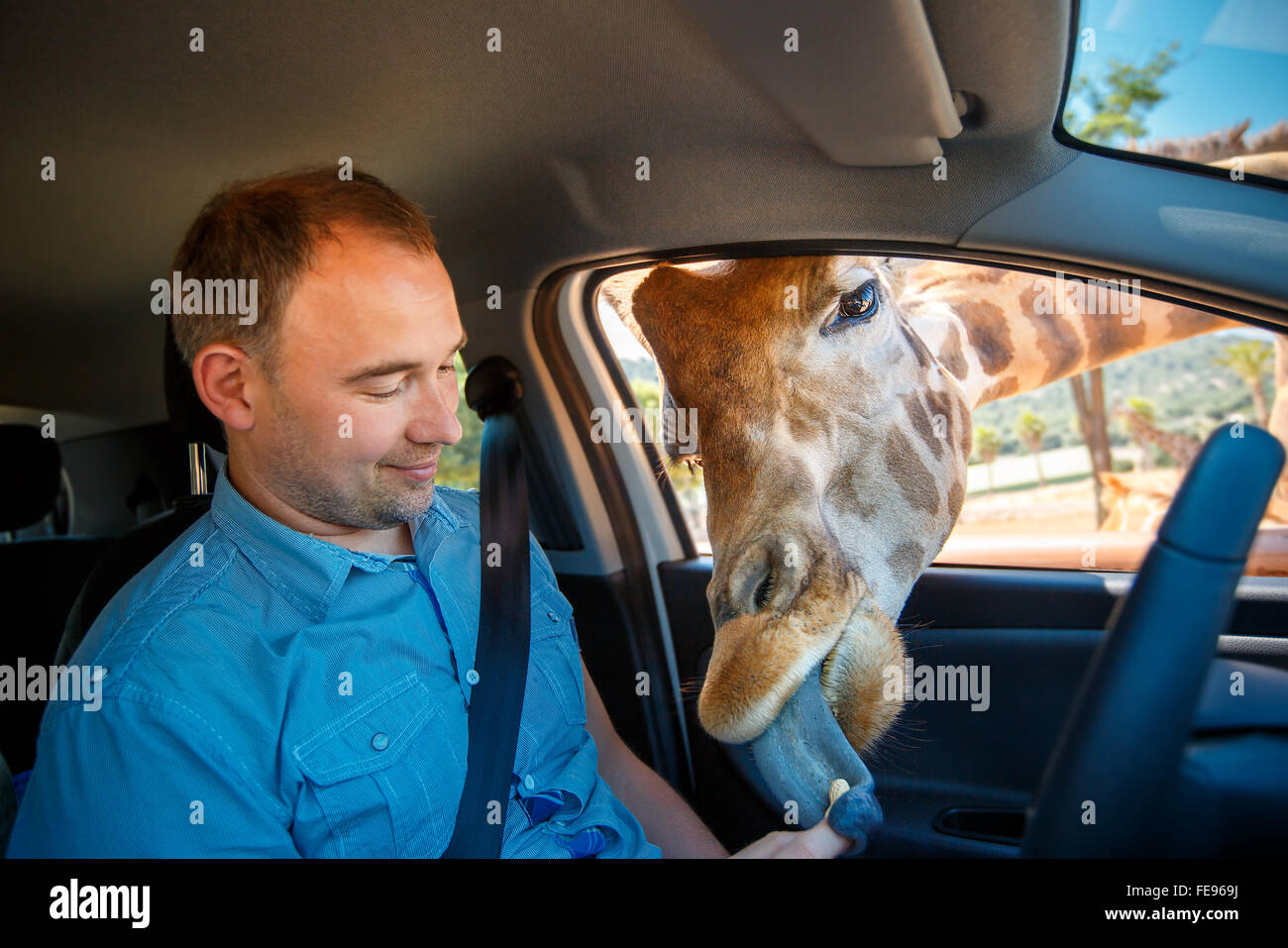 Giraffe put head in car and waiting food from tourist Stock Photo - Alamy