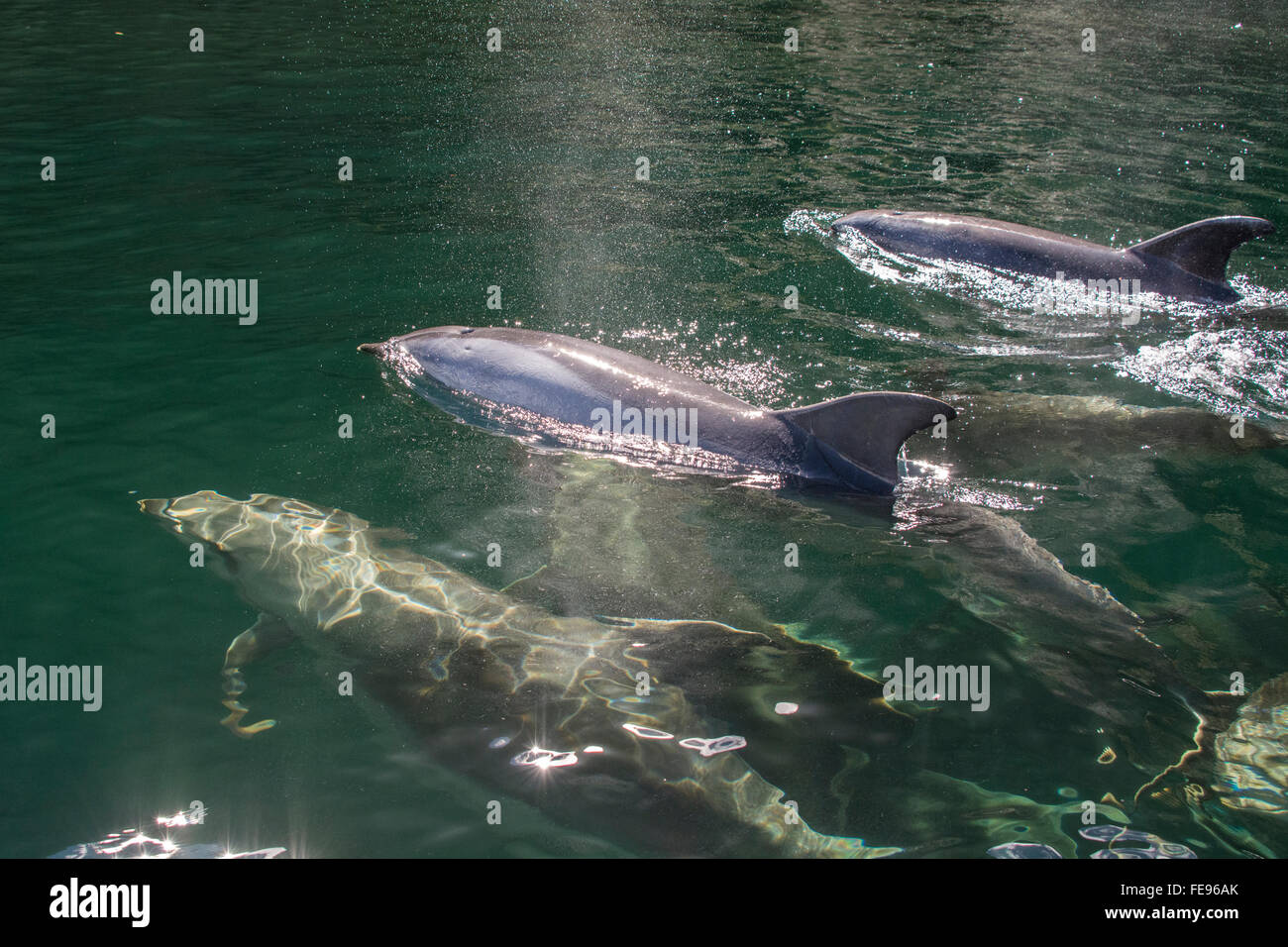 New Zealand, South Island, Fiordland National Park, Milford Sound ...