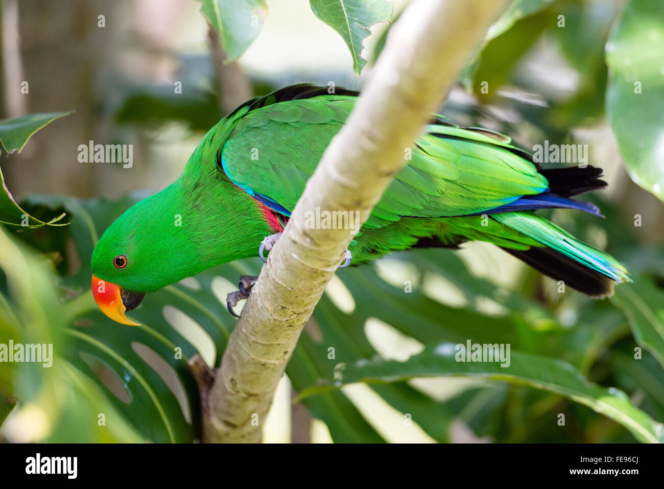 Alexandrine parakeet hi-res stock photography and images - Alamy