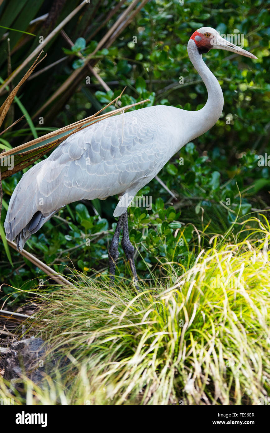 Brolga bird living in Northern Australia Stock Photo - Alamy