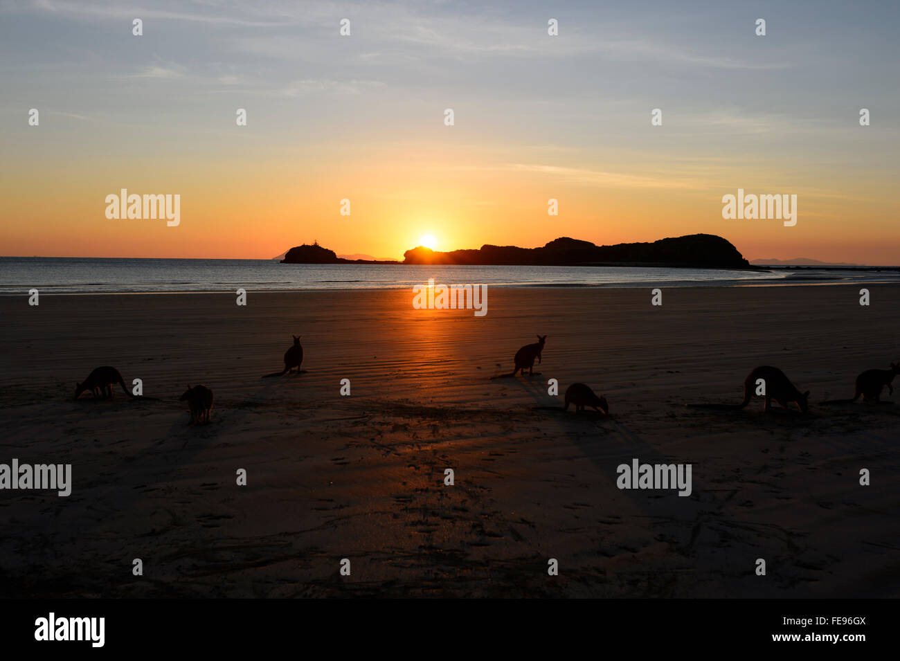 Wallabies foraging on the beach at sunrise, Cape Hillsborough ...
