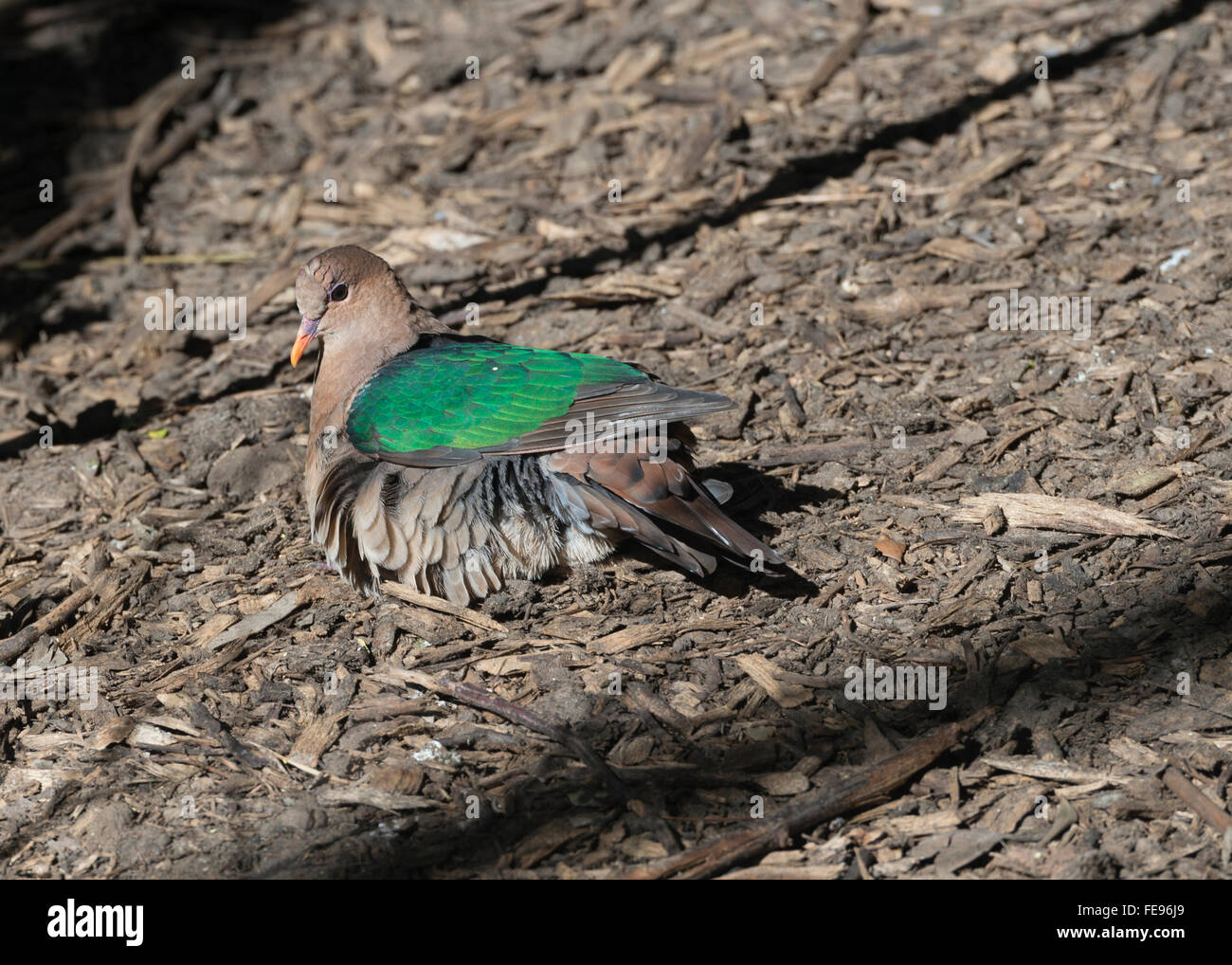 Emerald ground dove dove queensland australia hi-res stock photography ...