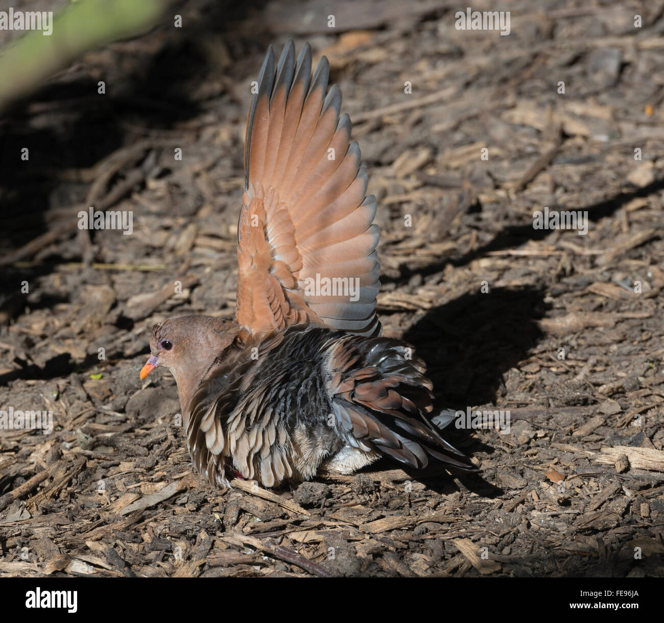 Emerald Ground-dove (Chalcophaps indica), Queensland, Australia Stock ...