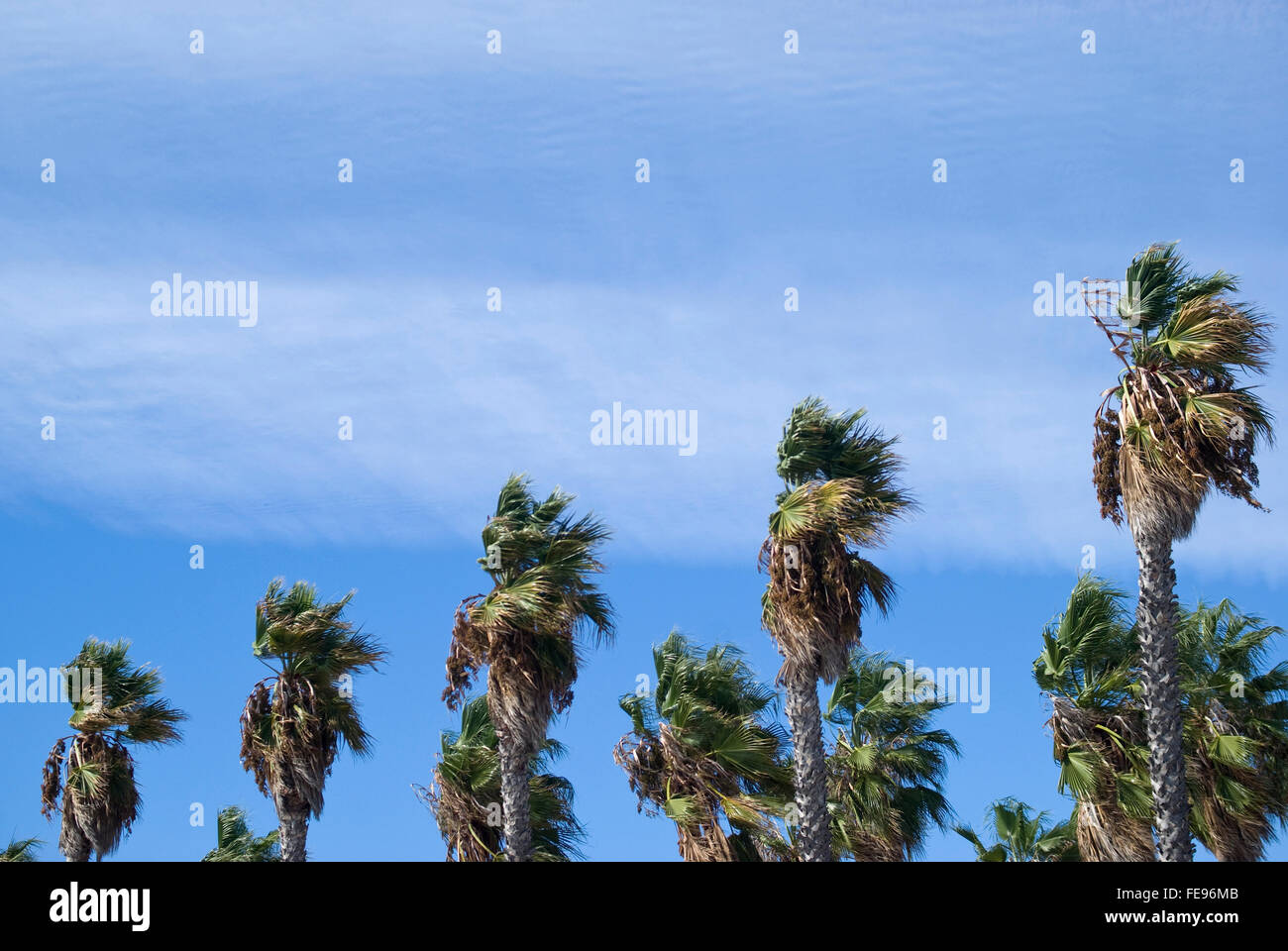 Wind blowing palm trees Stock Photo - Alamy