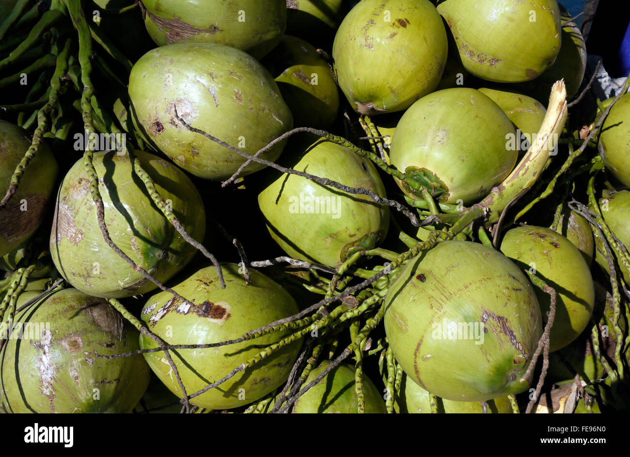 Green coconuts hi-res stock photography and images - Alamy