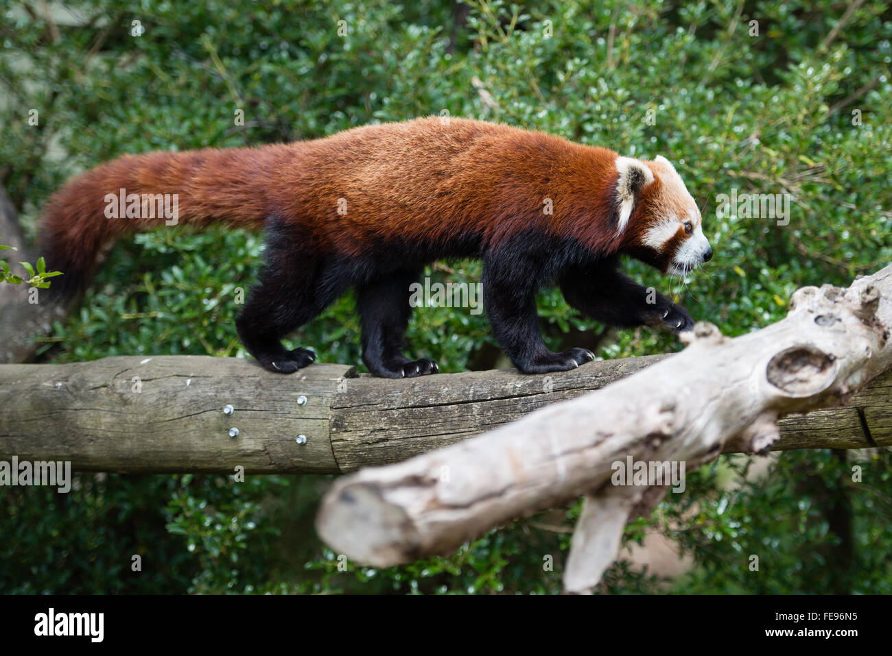 Red panda bear walking on the tree branch Stock Photo - Alamy