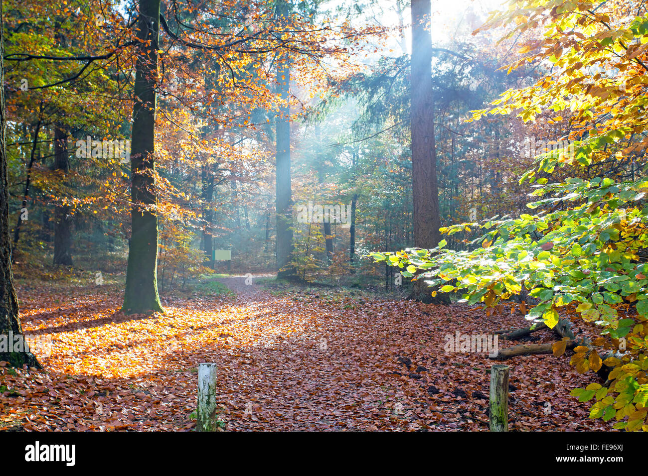 Fall in the forest from the Netherlands Stock Photo - Alamy