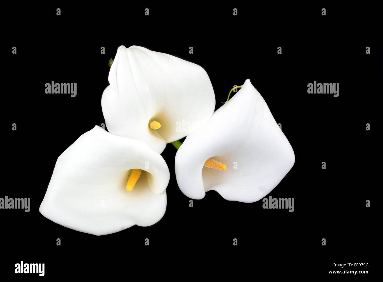 Black and white calla lilly hi-res stock photography and images - Alamy