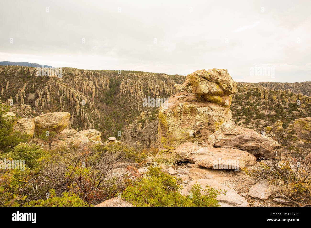 Organ Pipe cactus national monument in southern arizona Stock Photo - Alamy
