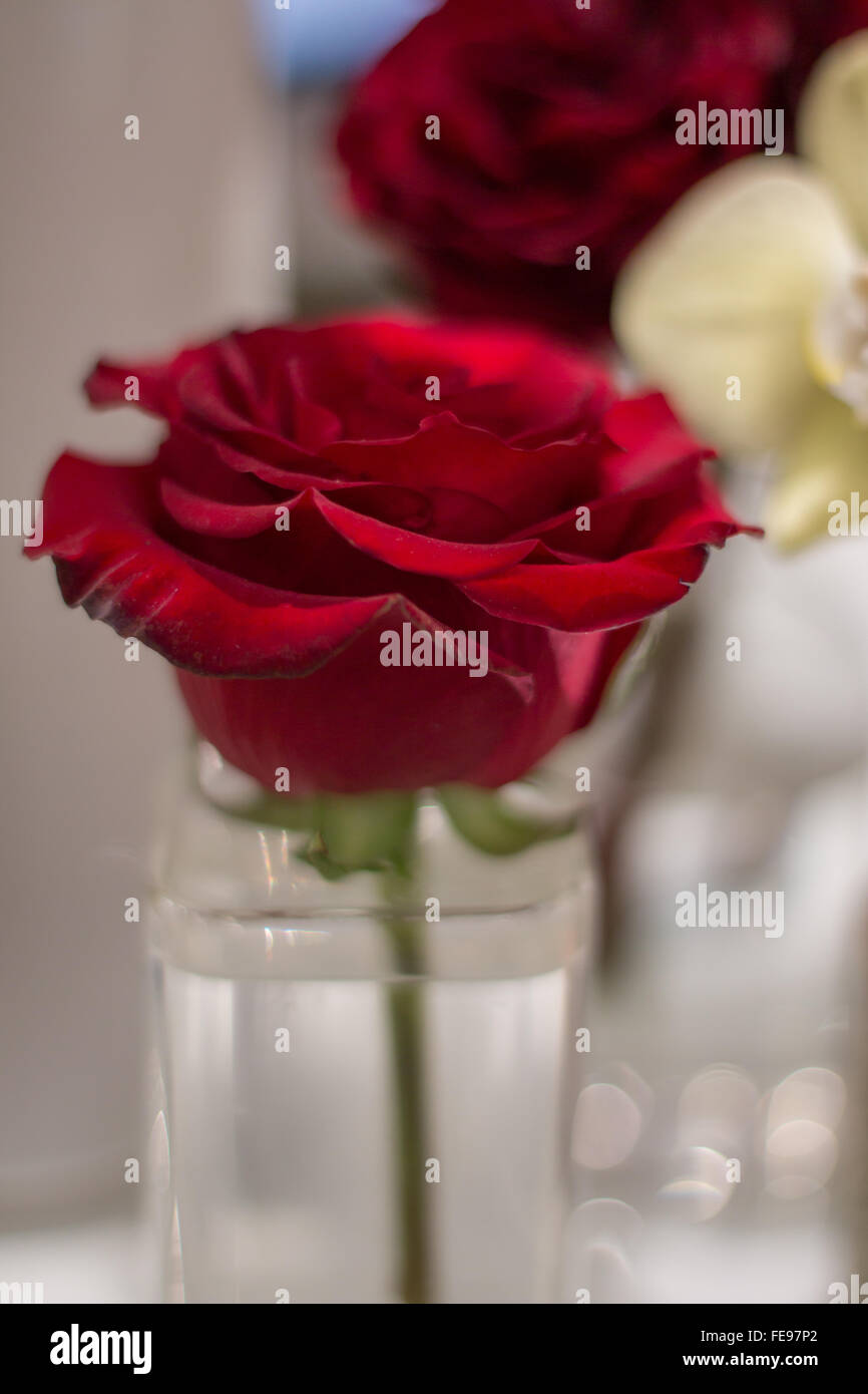 A special gift for Valentine's Day Stock Photo - Alamy