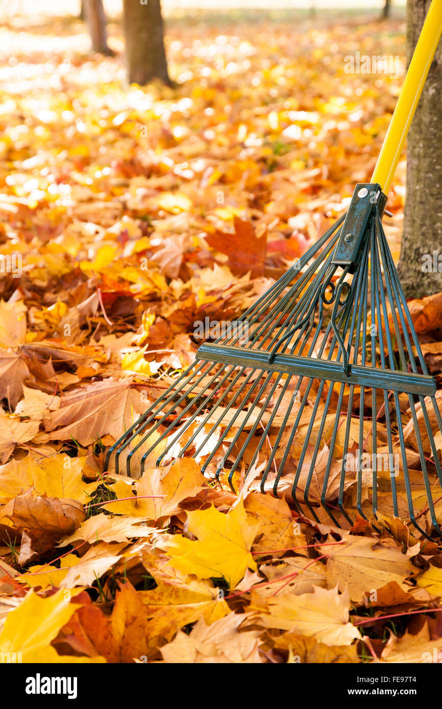 Green metal rake, tree trunks and yellow maple leaves in autumn. Fall ...