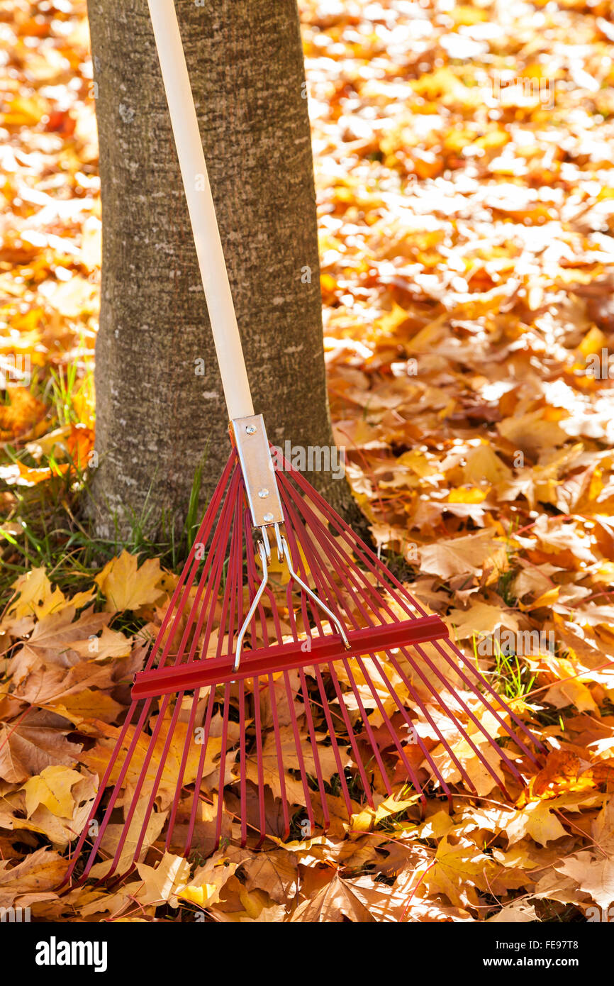 Metal rake, tree trunk and yellow maple leaves in autumn. Fall lawn and ...