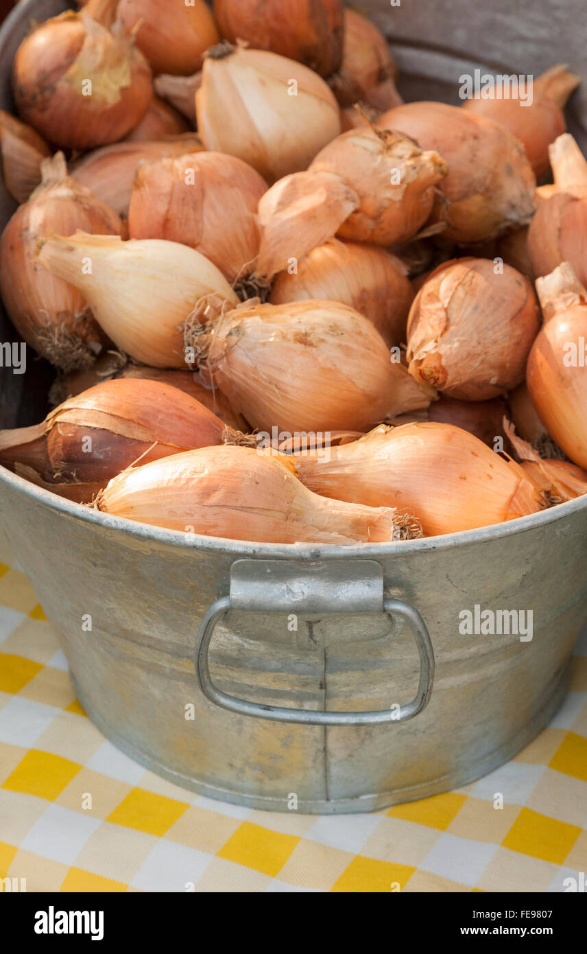 Yellow onions in galvanized metal bucket at farmers market. Fresh ...