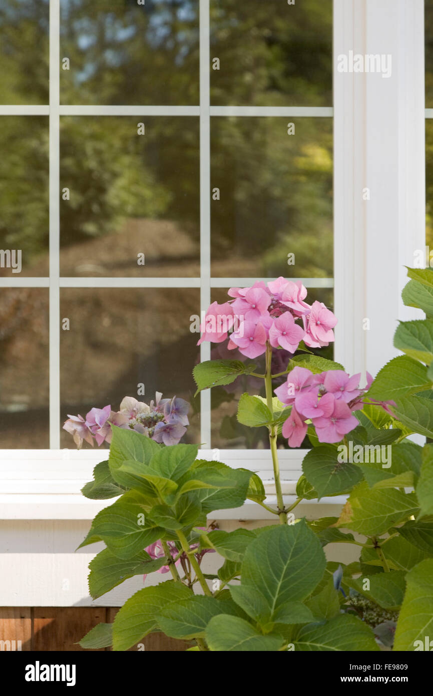 Flowering hydrangea shrubs in front of clean windows. Home gardens ...