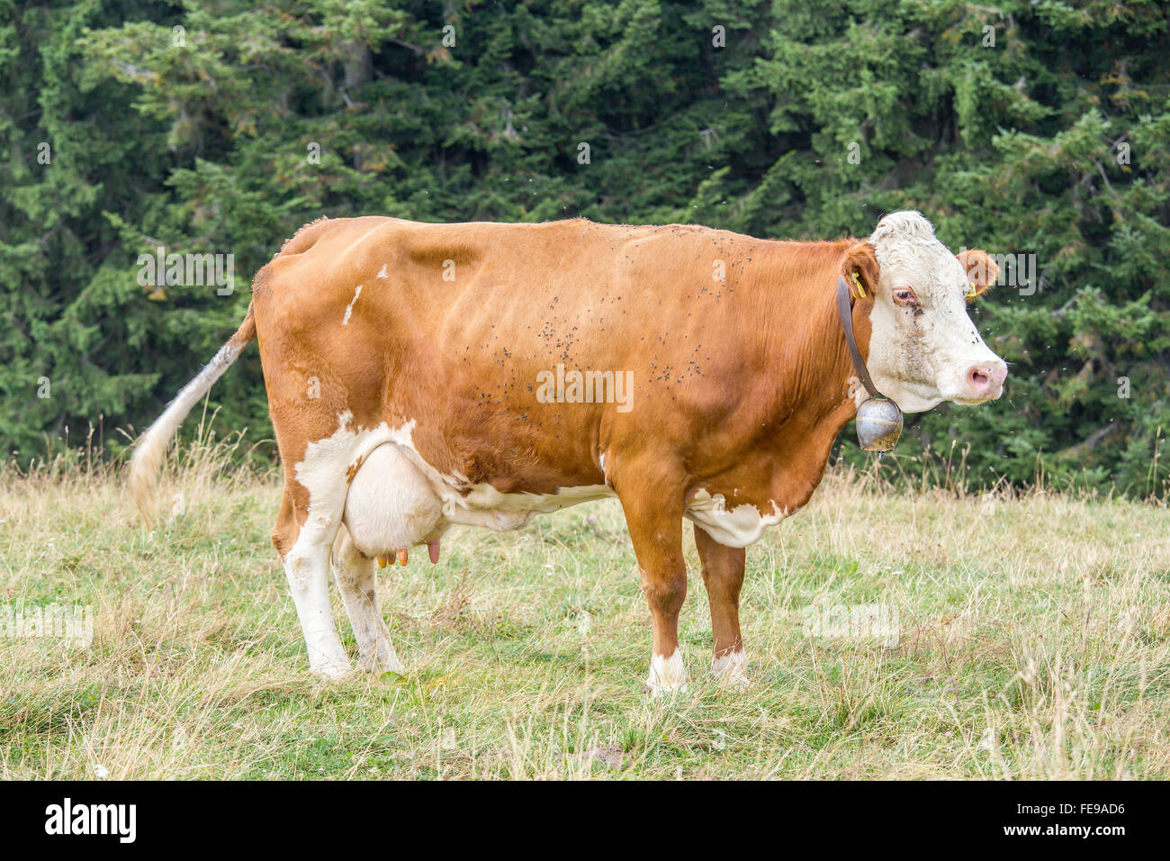 Brown cow with white face standing on a pasture with trees on the ...
