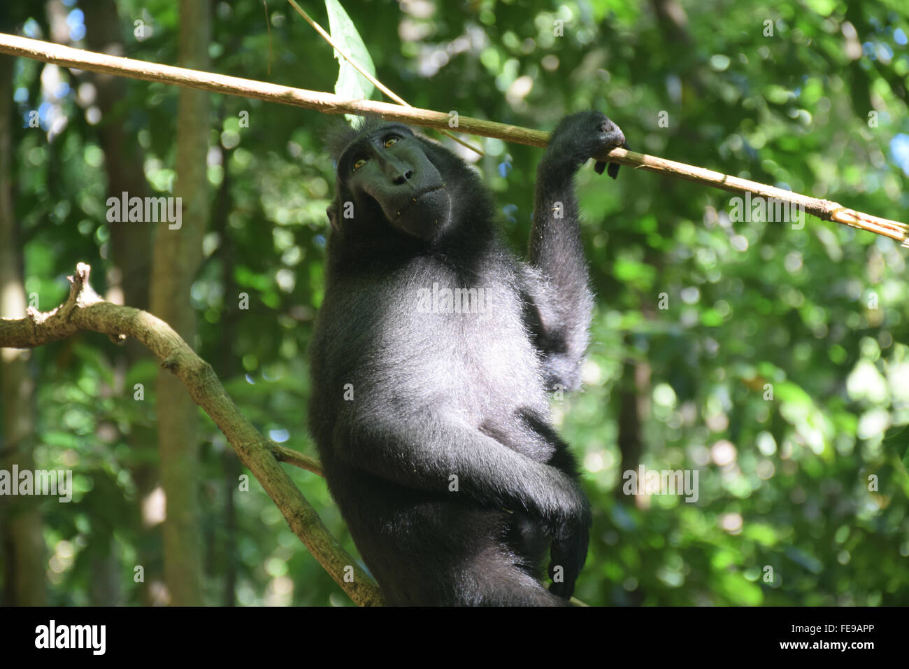 Monkey poses hi-res stock photography and images - Alamy