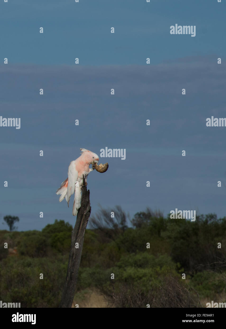 Major mitchells cockatoo hi-res stock photography and images - Alamy