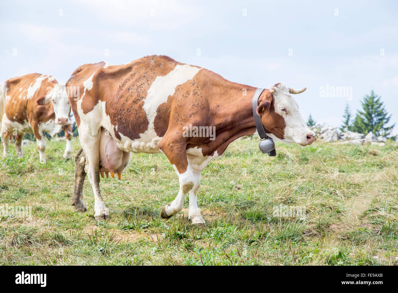 A skinny cow walking on a pasture with a bell around the neck and ...