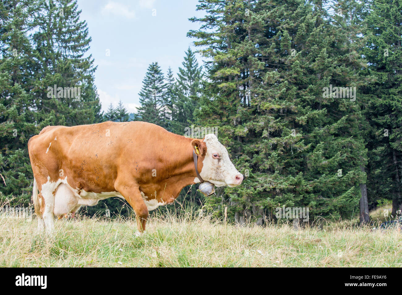 Brown cow with white face walking on a pasture with trees on the ...