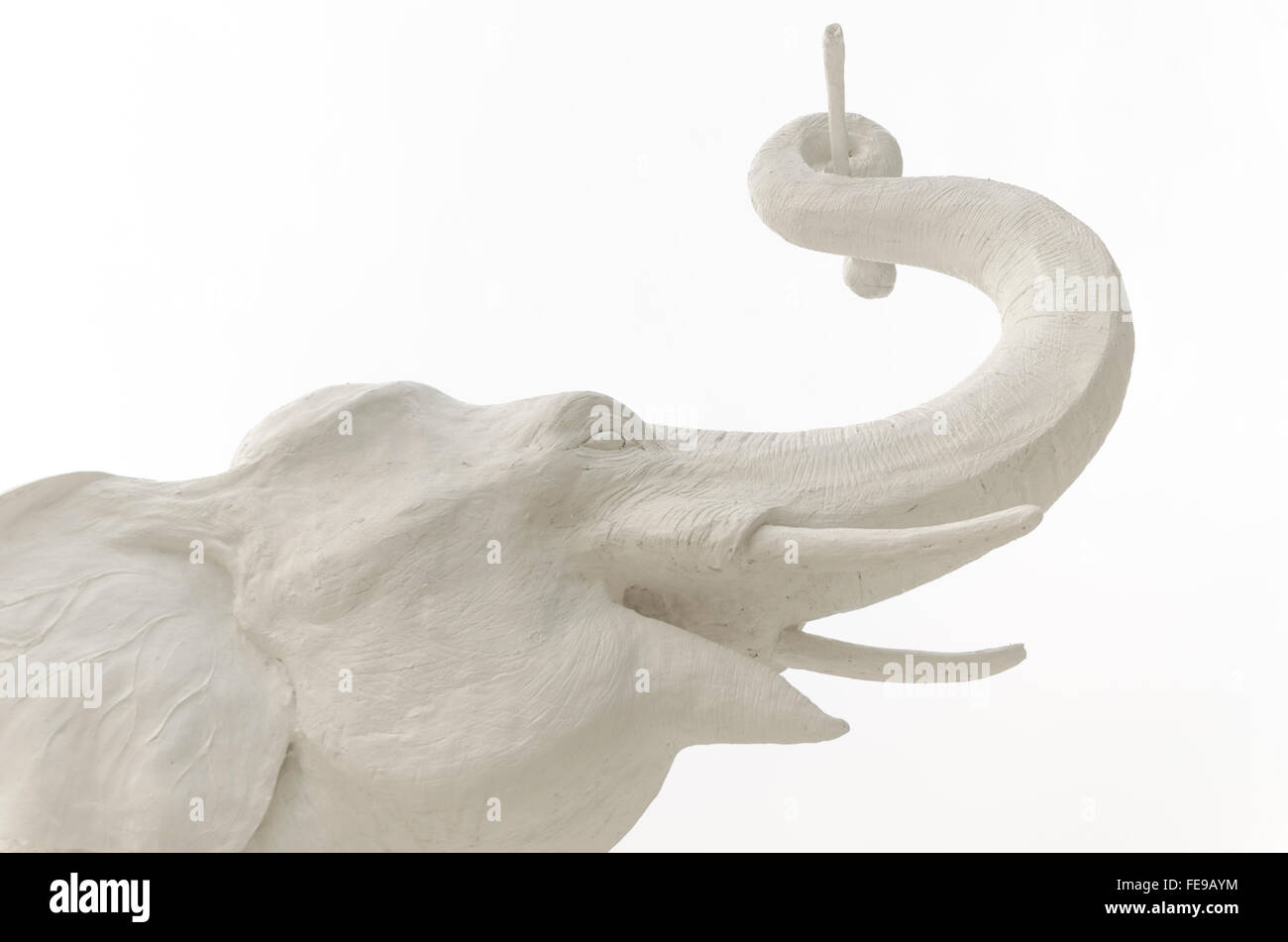 A horizontal photographic image of the head of a large white adult ...