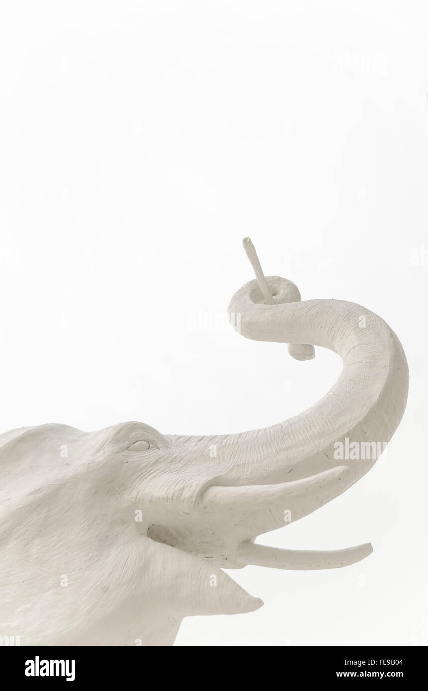 A vertical photographic image of the head of a large white adult ...