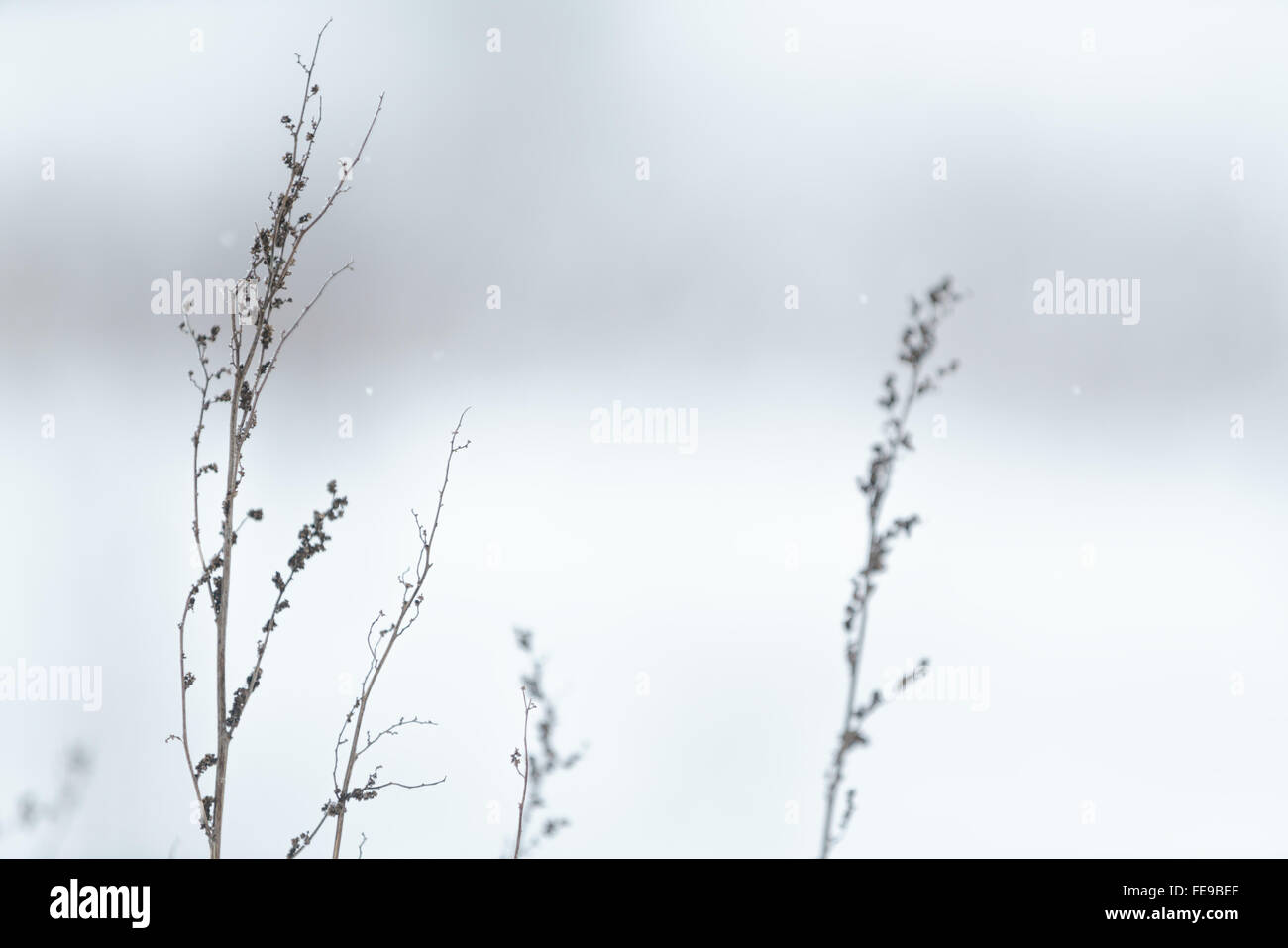 Snow covered wild grass hi-res stock photography and images - Alamy