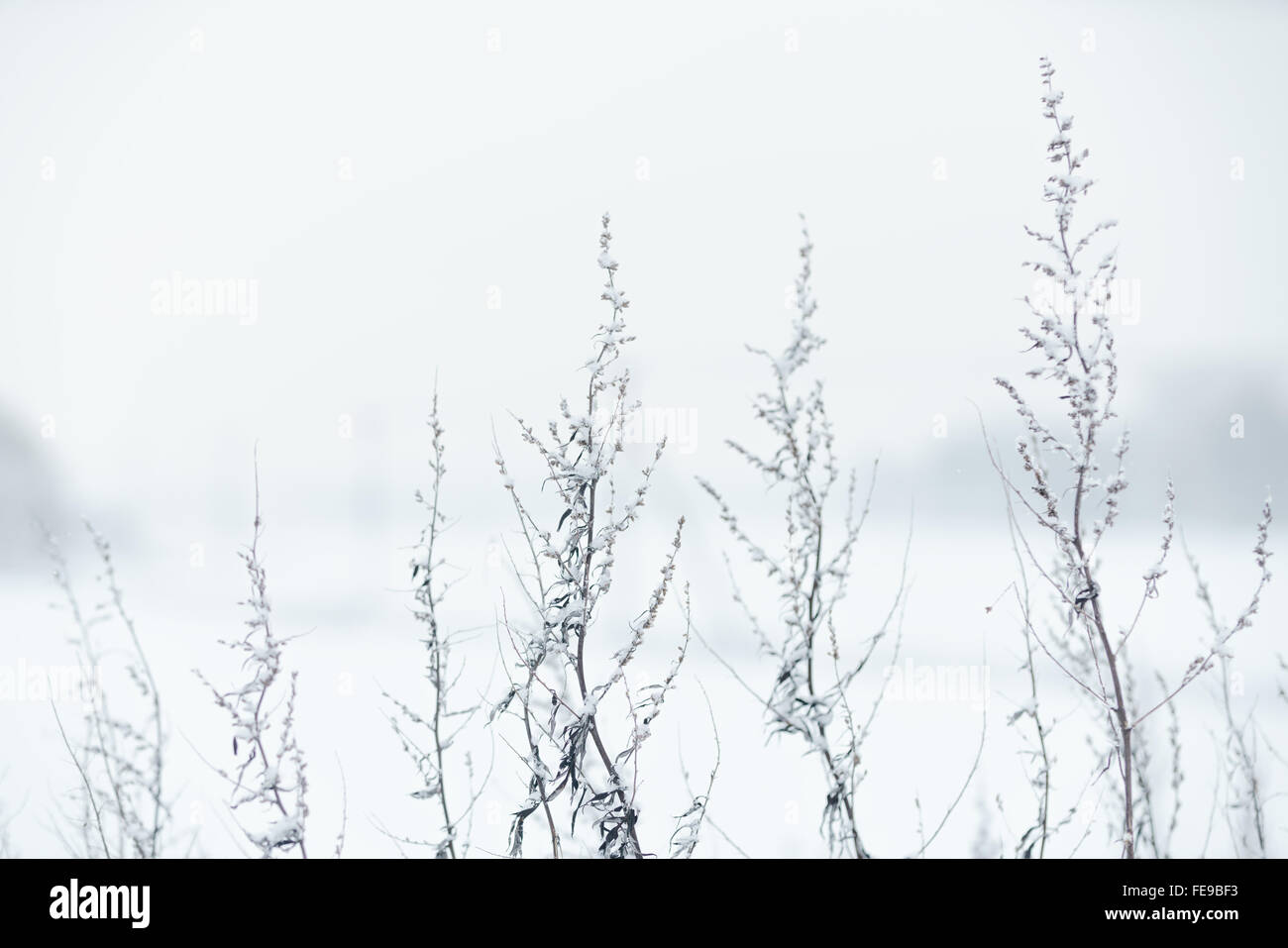 Snow covered wild grass hi-res stock photography and images - Alamy