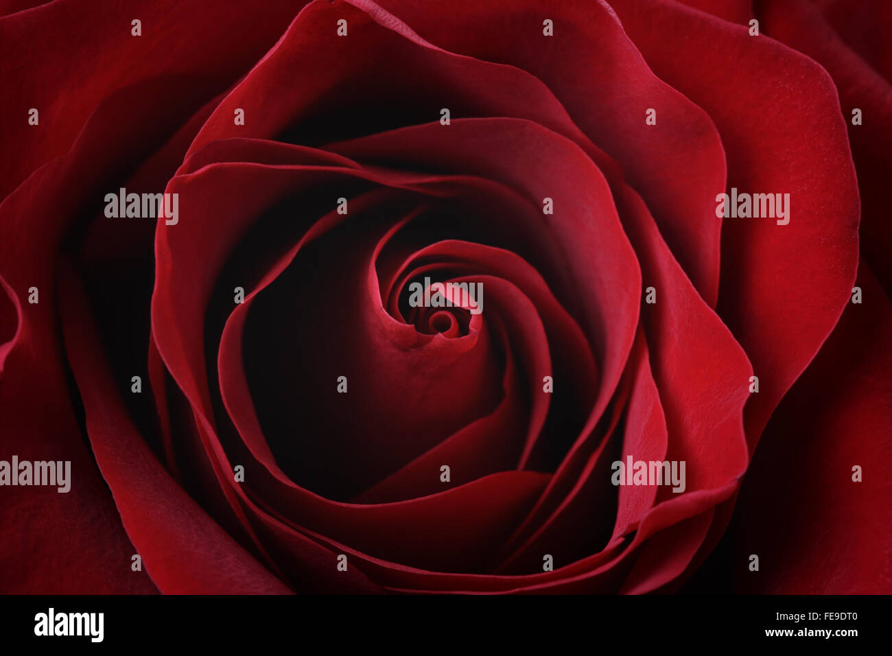 dark red rose close up shot Stock Photo - Alamy