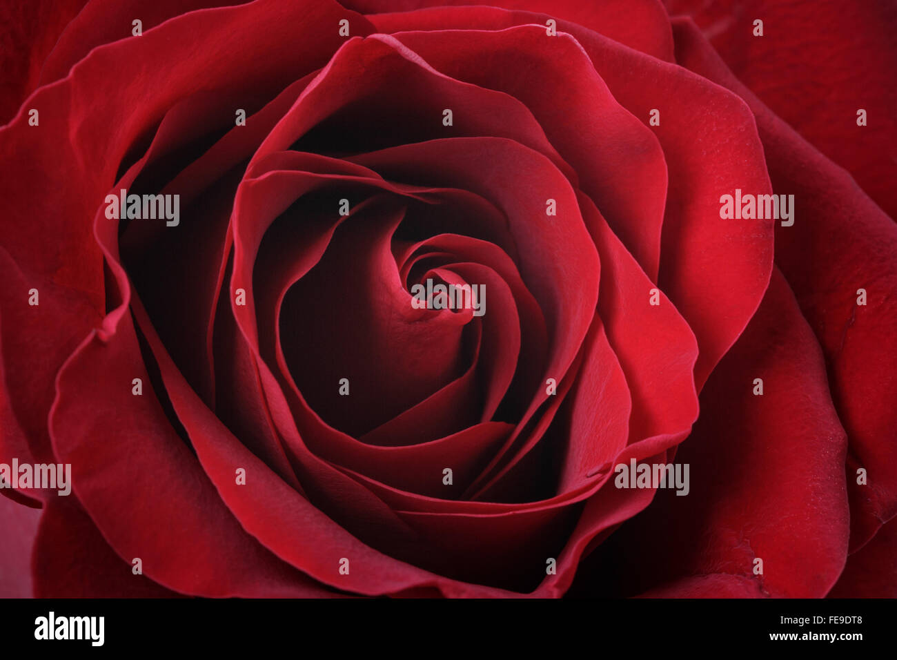 dark red rose close up shot Stock Photo - Alamy