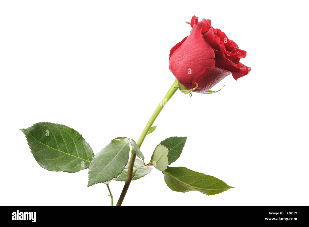 Open red rose Cut Out Stock Images & Pictures - Alamy
