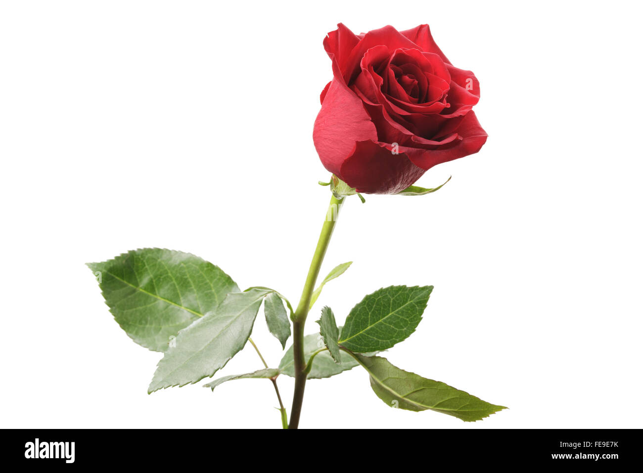 one dark red rose isolated on white Stock Photo - Alamy