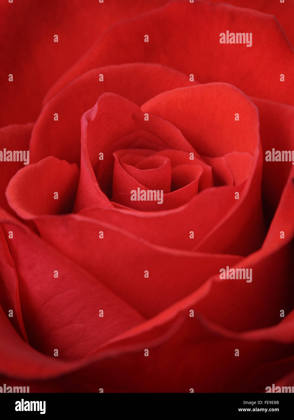 bright red rose close up shot Stock Photo - Alamy