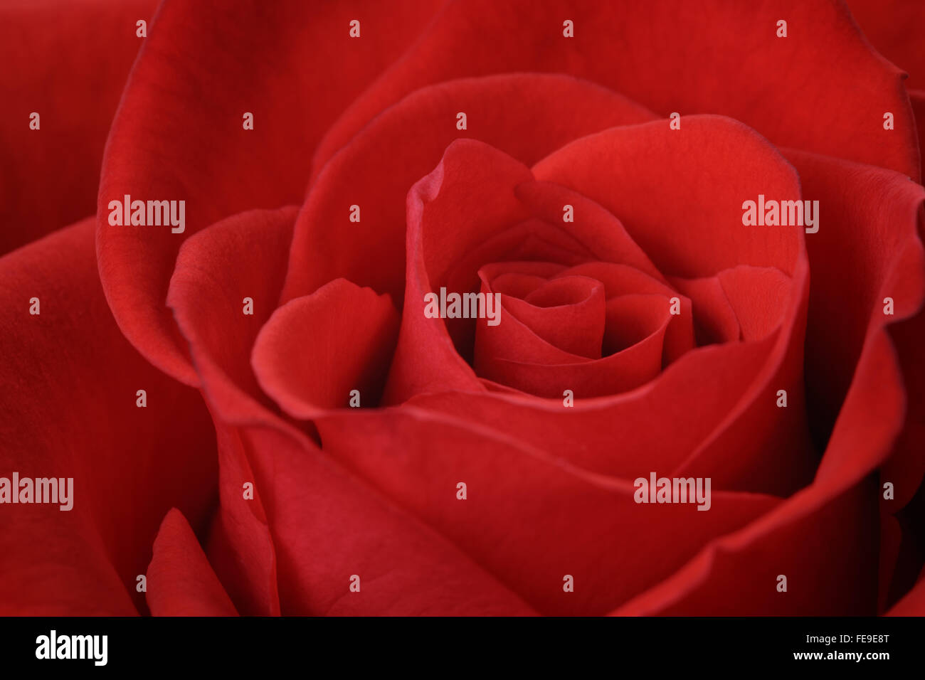 bright red rose close up shot Stock Photo - Alamy