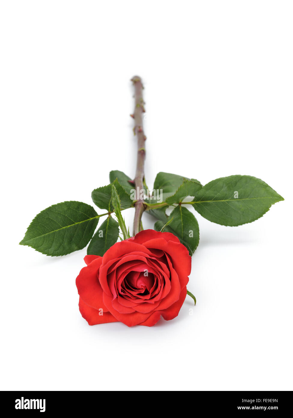 one bright red rose isolated on white Stock Photo - Alamy