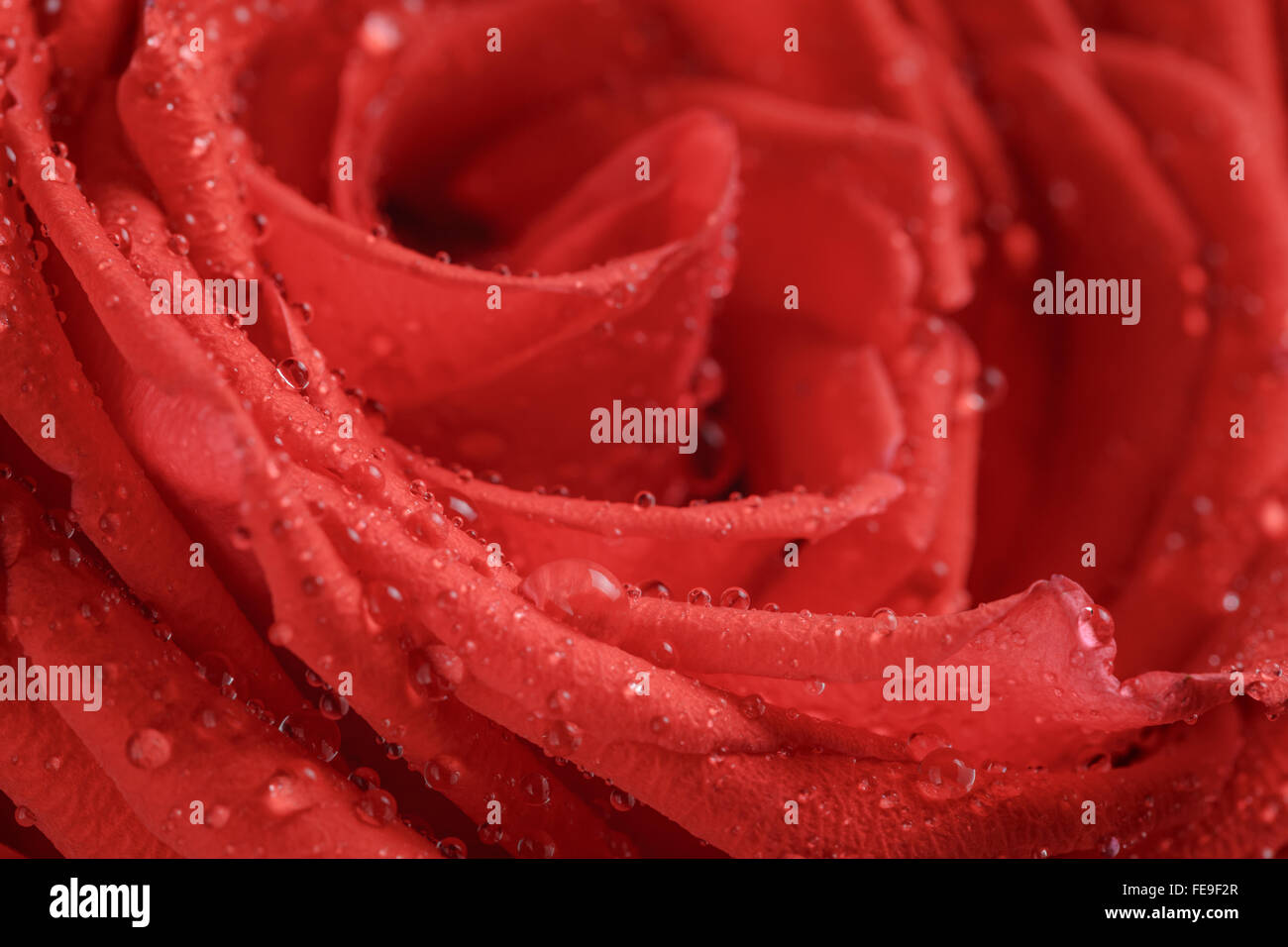 wet bright red rose close up shot Stock Photo - Alamy
