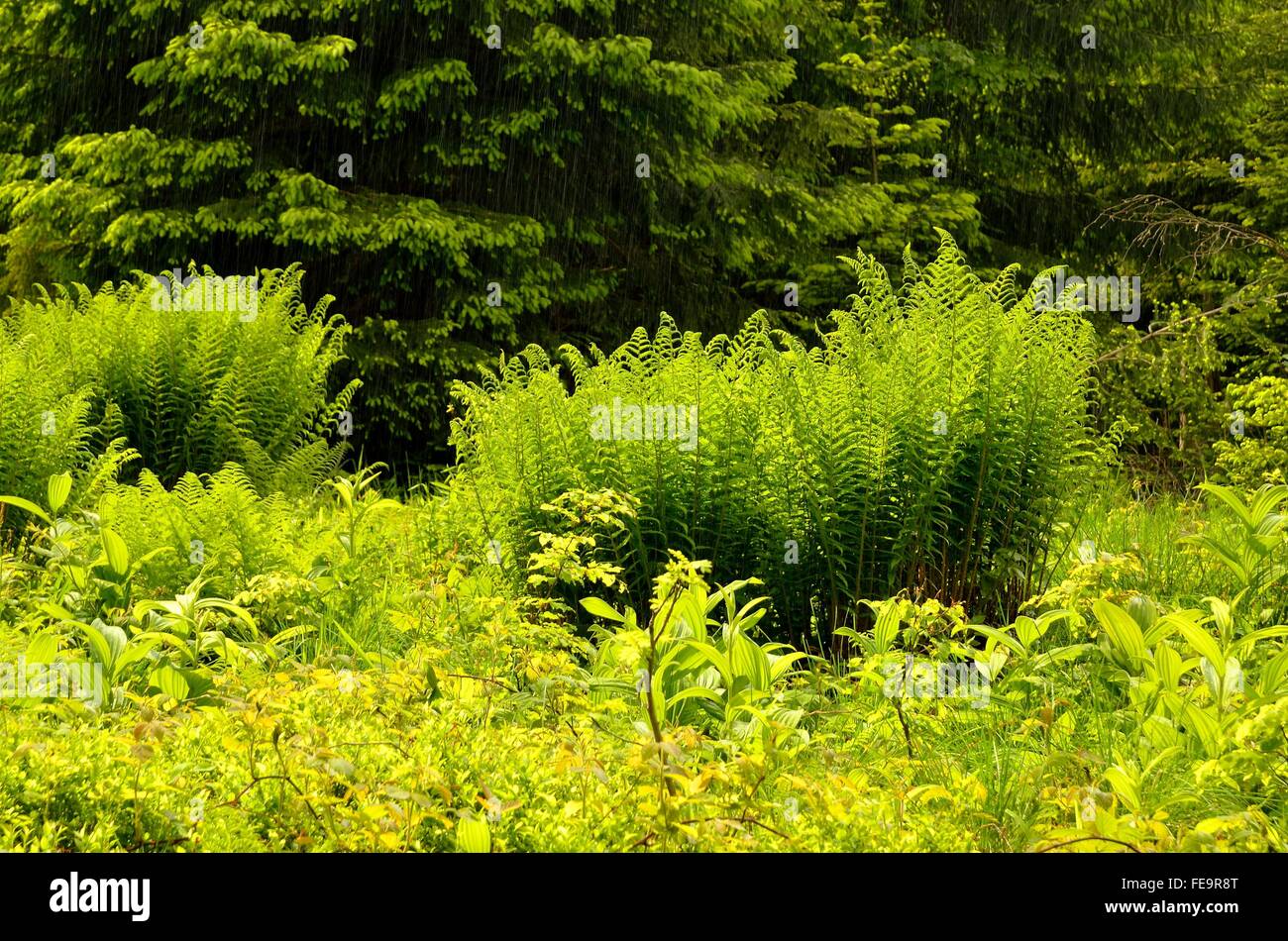 Green shrubs in background hi-res stock photography and images - Alamy