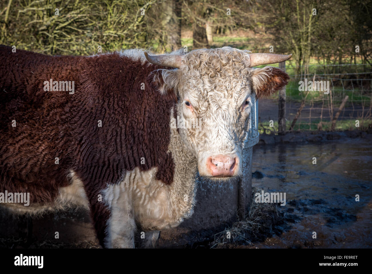 A Horned Cow in a muddy field on a Farm Stock Photo - Alamy