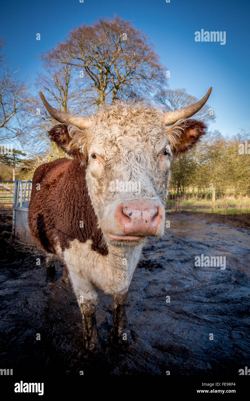 A Horned Cow in a muddy field on a Farm Stock Photo - Alamy